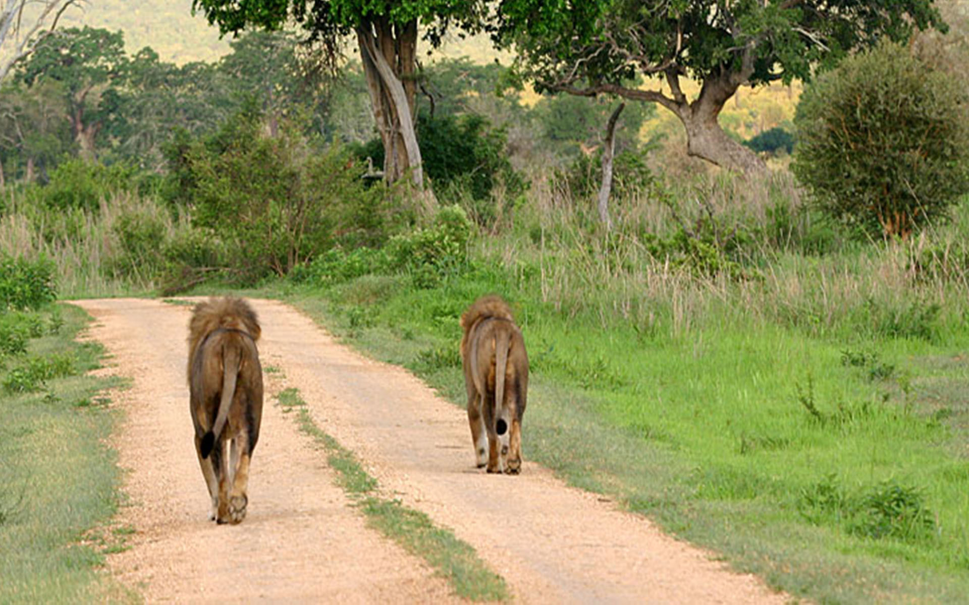 Mikumi National Park - Planet Reserve